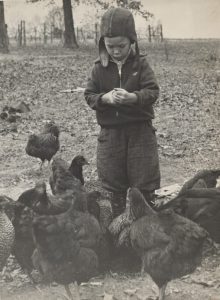 The Evolution of Poultry Farming in America - Backyard Poultry